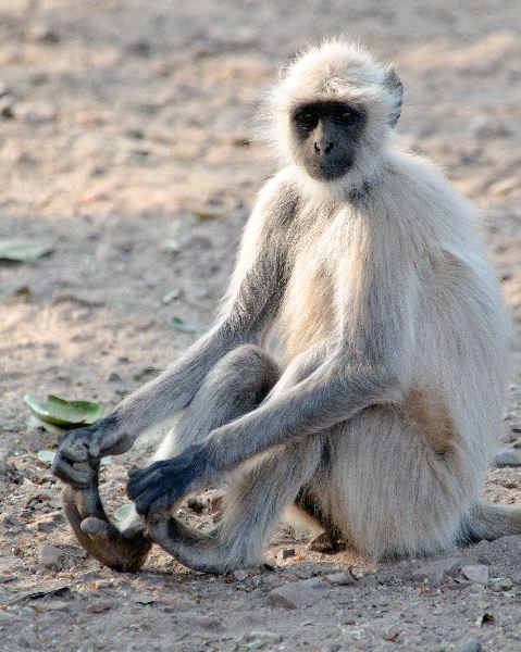 Gray o Hanuman Langur Touching His Feet | Monkey Facts and Information