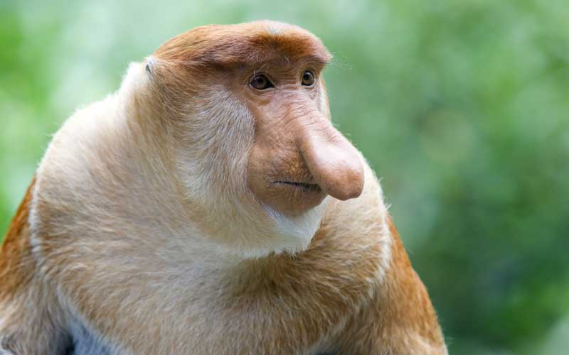 Especies de Monos